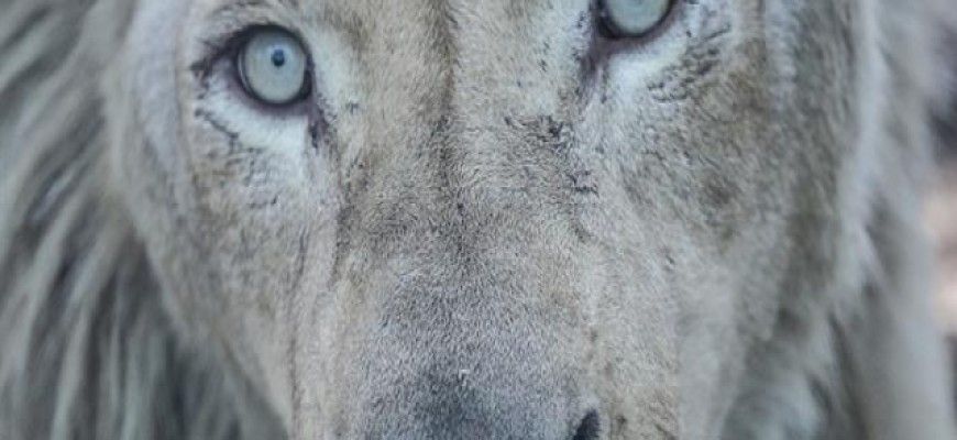 Türkiye'nin ilk beyaz aslanları İstanbul'da - Foto Haber